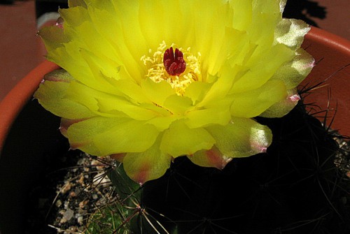 Cactus y plantas desérticas.