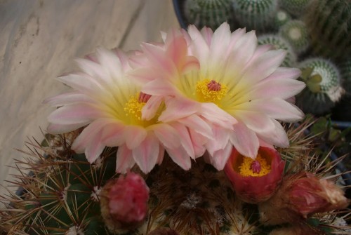 Cactus y plantas desérticas.