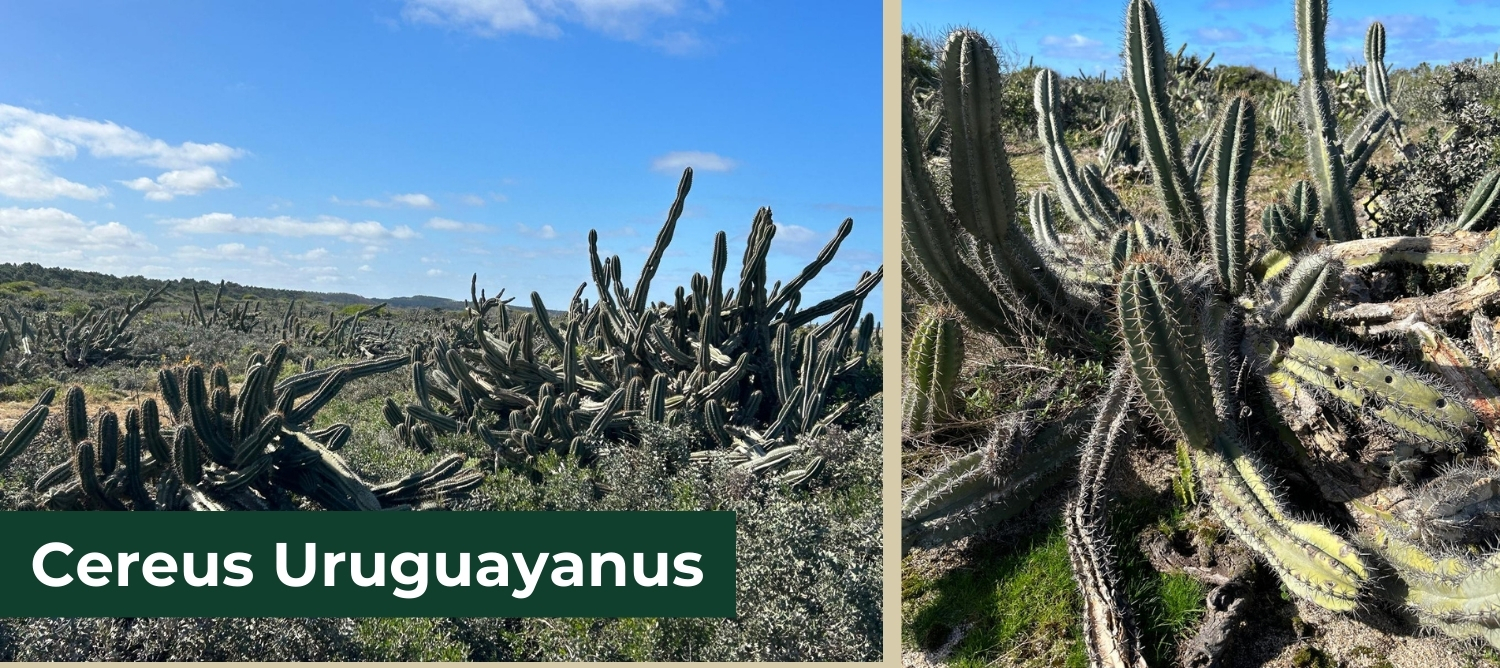 Cactus en El Caracol, Rocha | Amigos de los Cactus